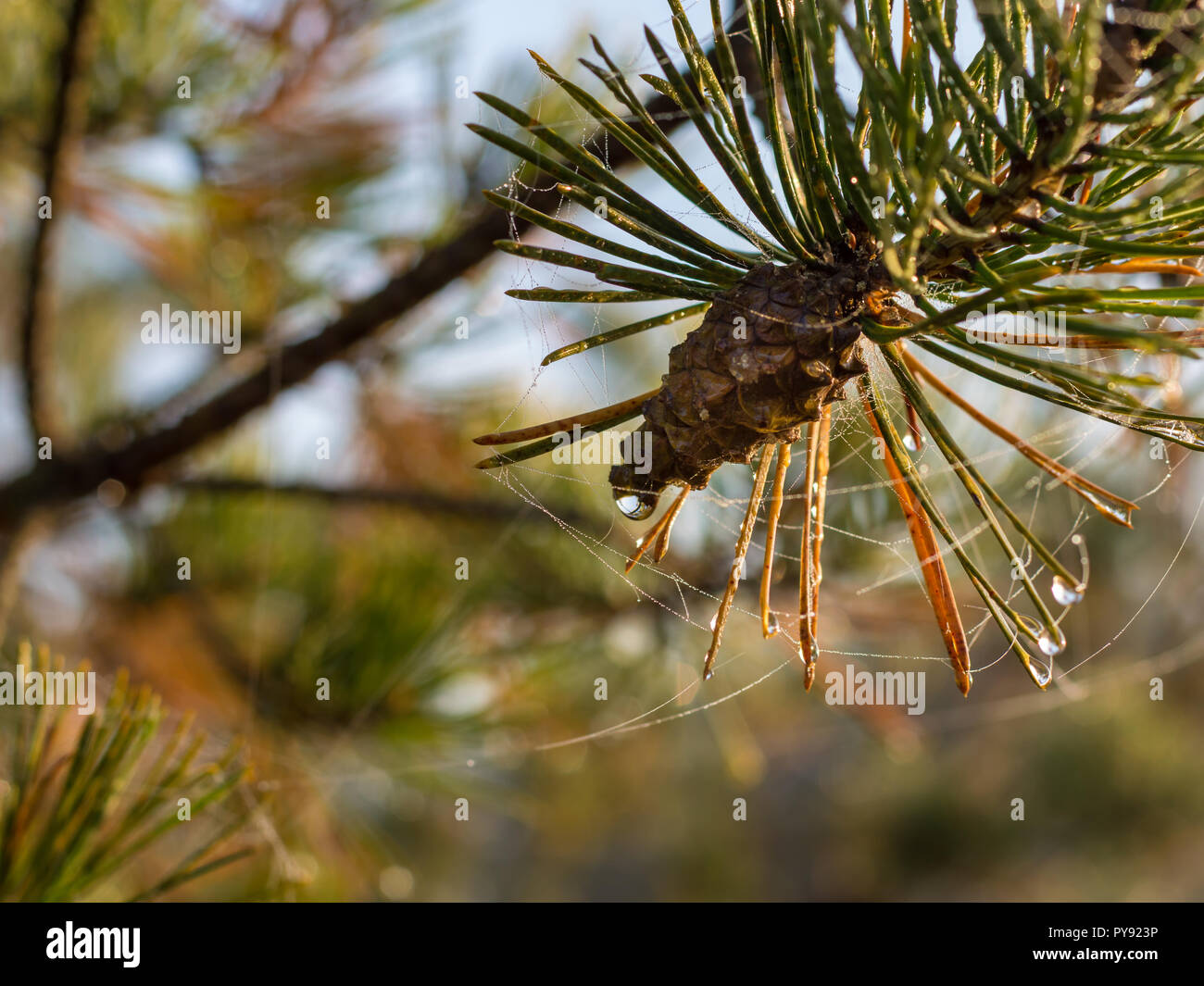 A young pine cone with spider web Stock Photo - Alamy