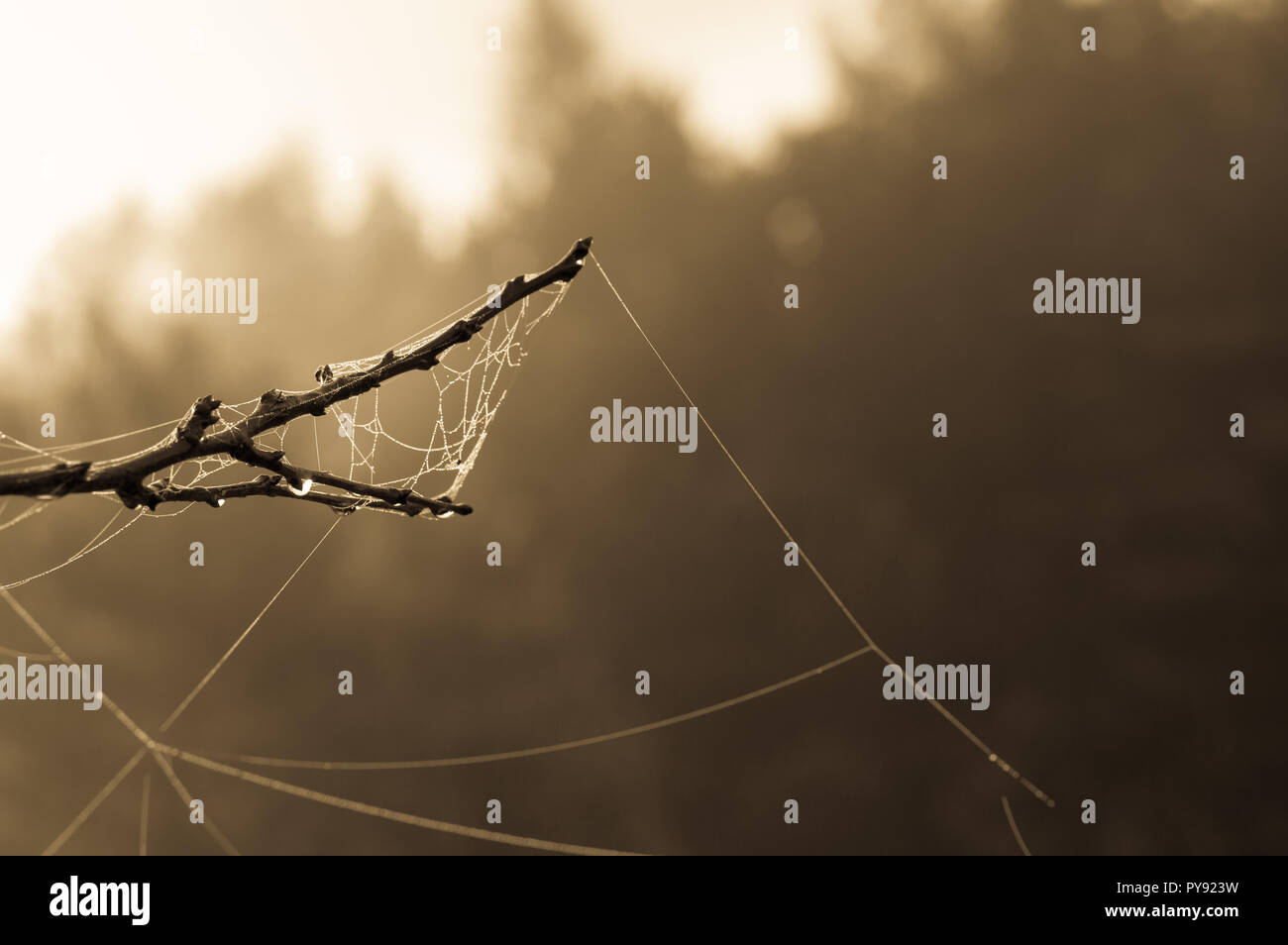 Spider net hi-res stock photography and images - Alamy