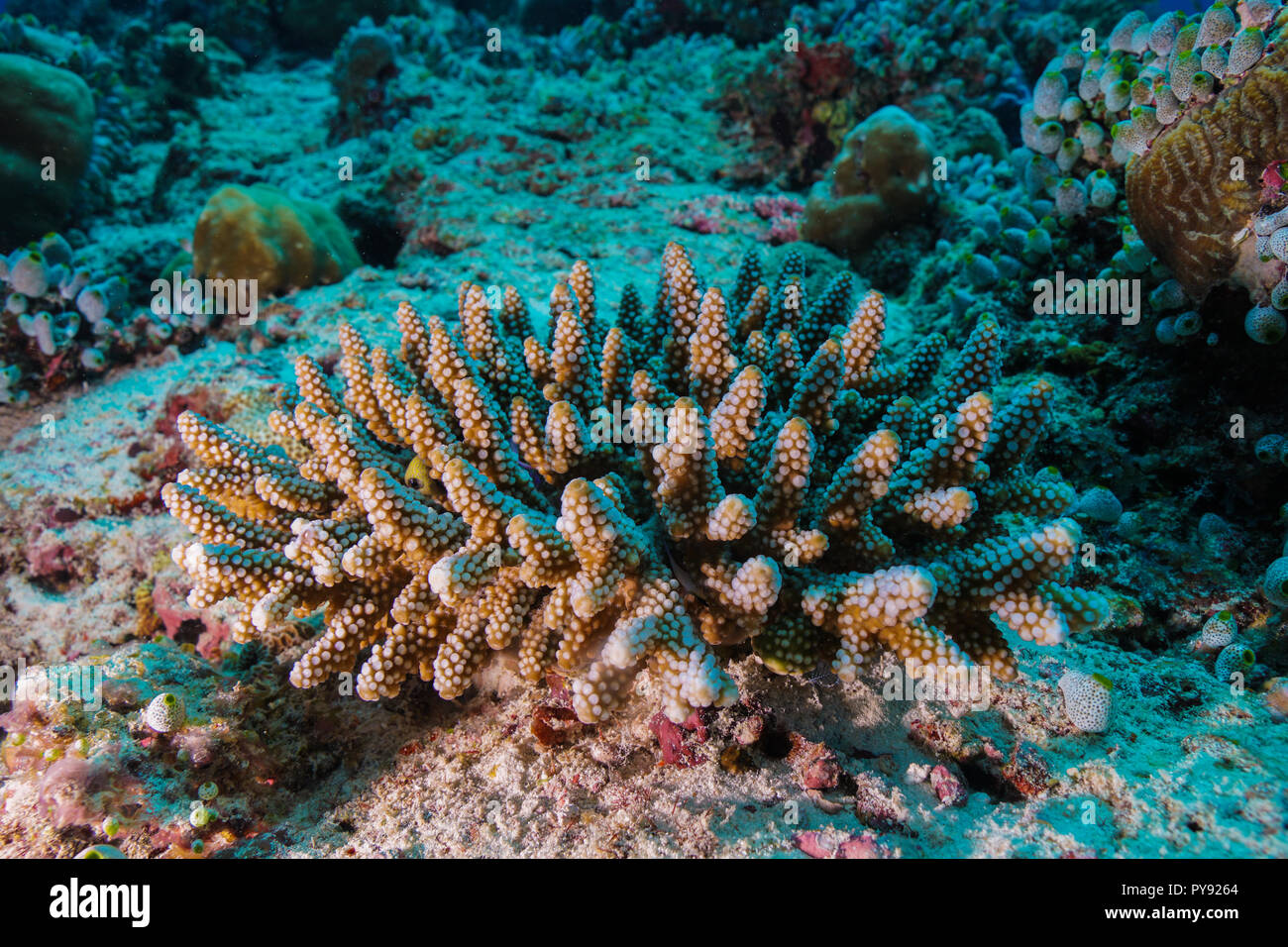 Finger coral at the Maldives Stock Photo - Alamy