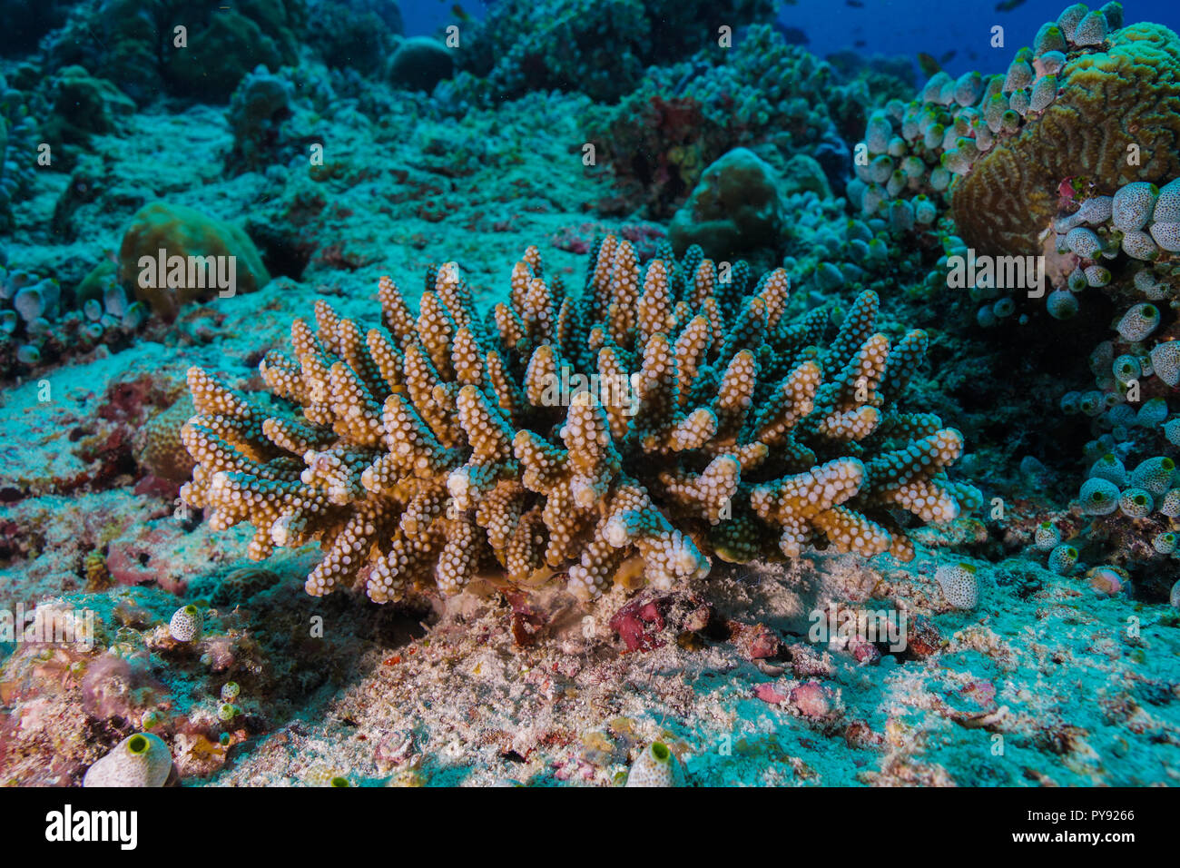 Finger coral at the Maldives Stock Photo - Alamy