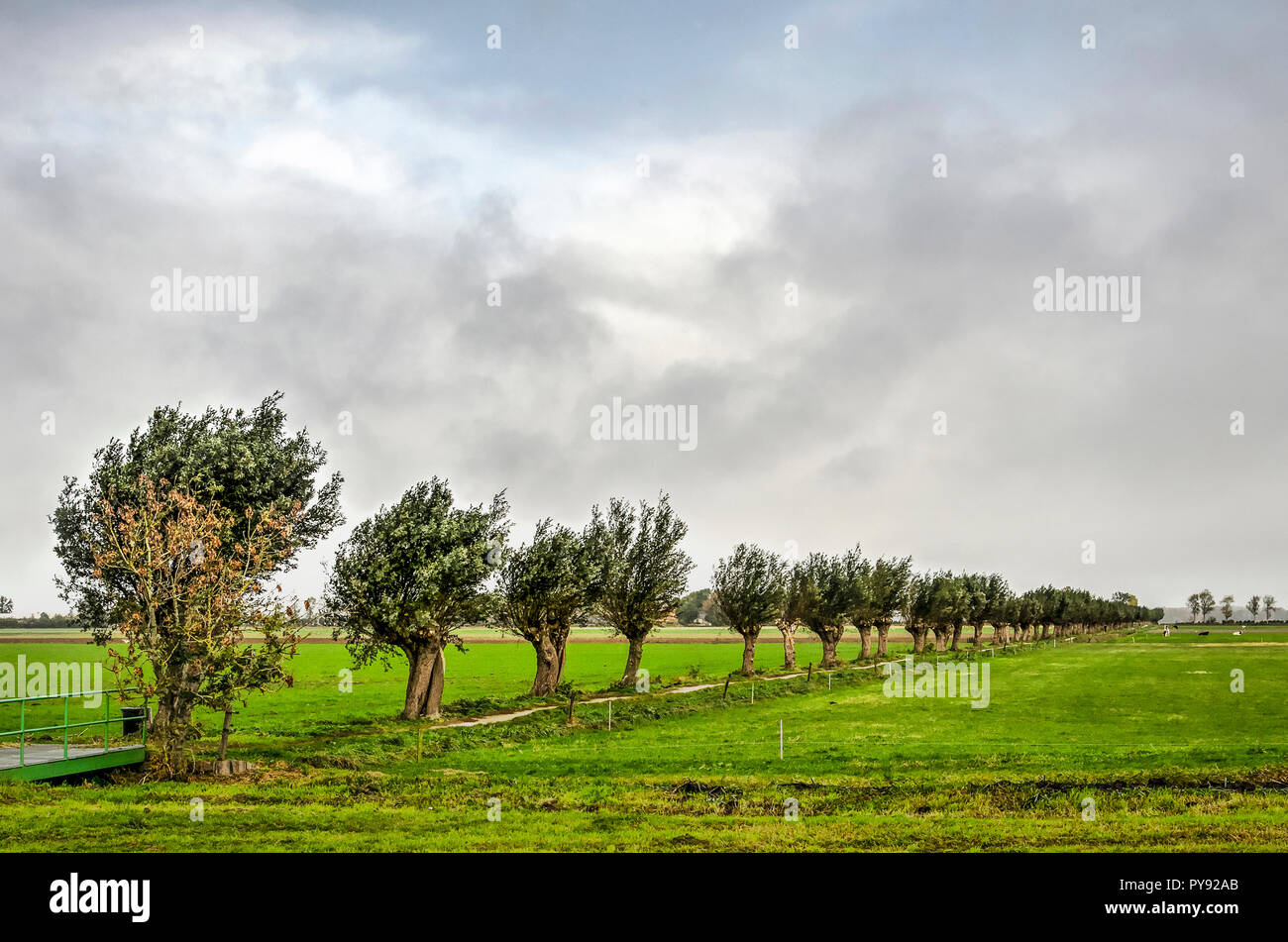 Pollard willow tree hi-res stock photography and images - Alamy