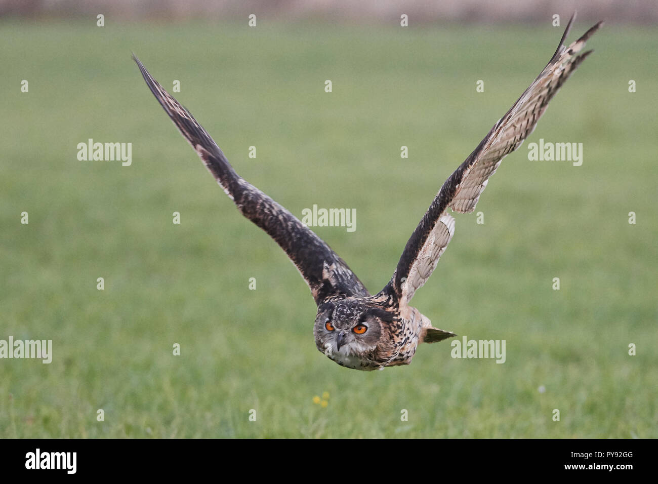 Bubo Bubo, Eurasischer Uhu, Vogel, Bird, Eurasian eagle-owl, Eule, Owl ...