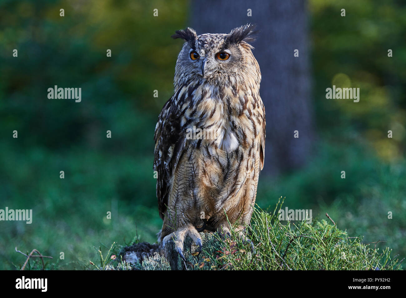 Bubo Bubo, Eurasischer Uhu, Vogel, Bird, Eurasian eagle-owl, Eule, Owl ...