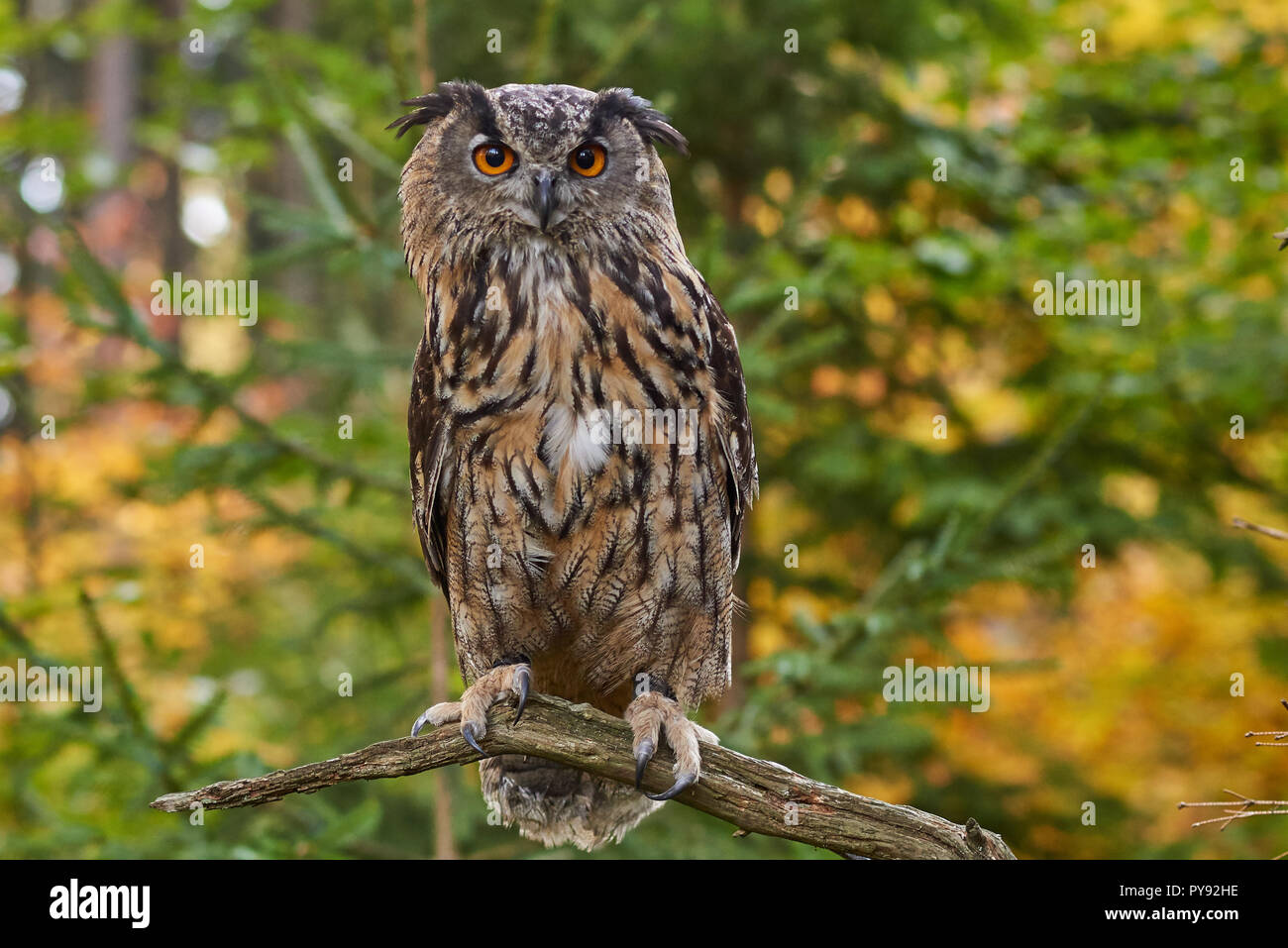 Bubo Bubo, Eurasischer Uhu, Vogel, Bird, Eurasian eagle-owl, Eule, Owl ...
