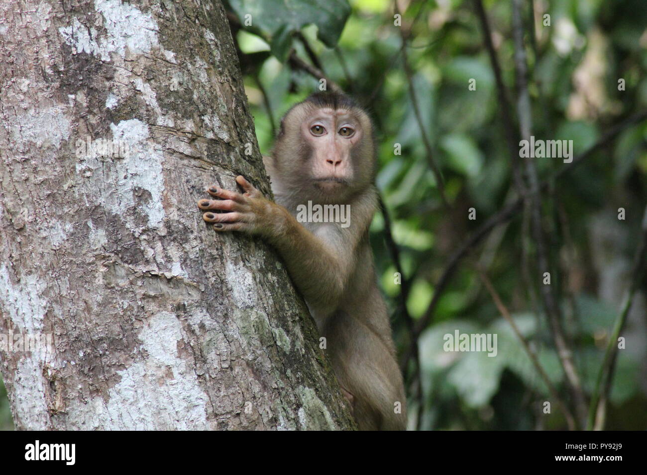 A macaque monkey climbing a tree in Borneo Stock Photo - Alamy