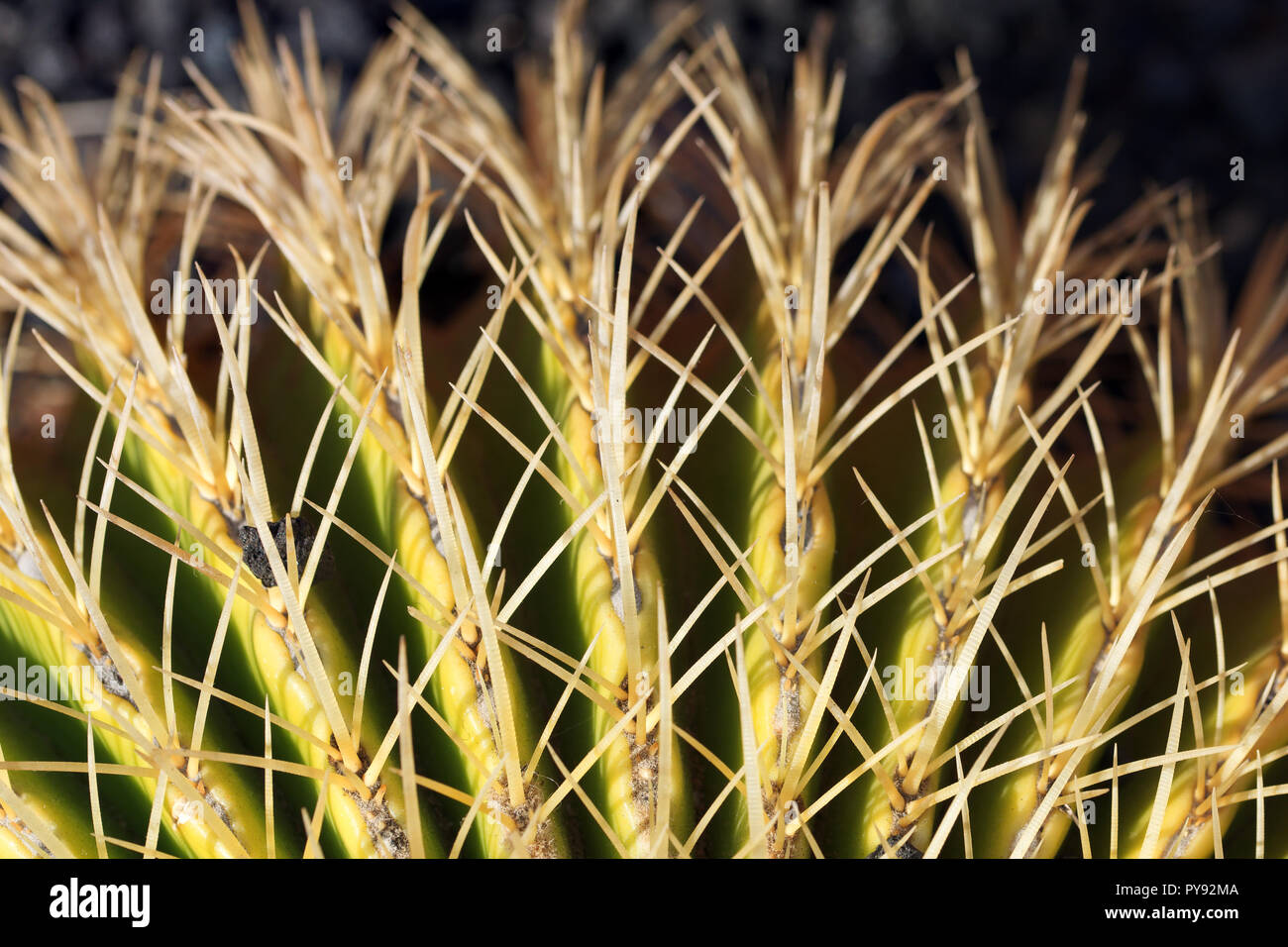 Close up cactus plant spines Stock Photo - Alamy