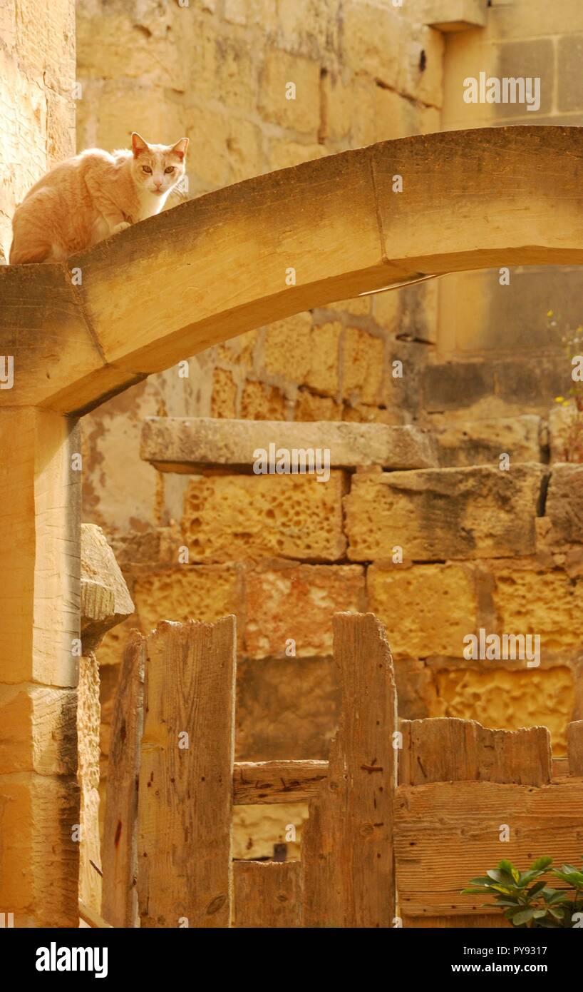 Cat on an archway Stock Photo - Alamy