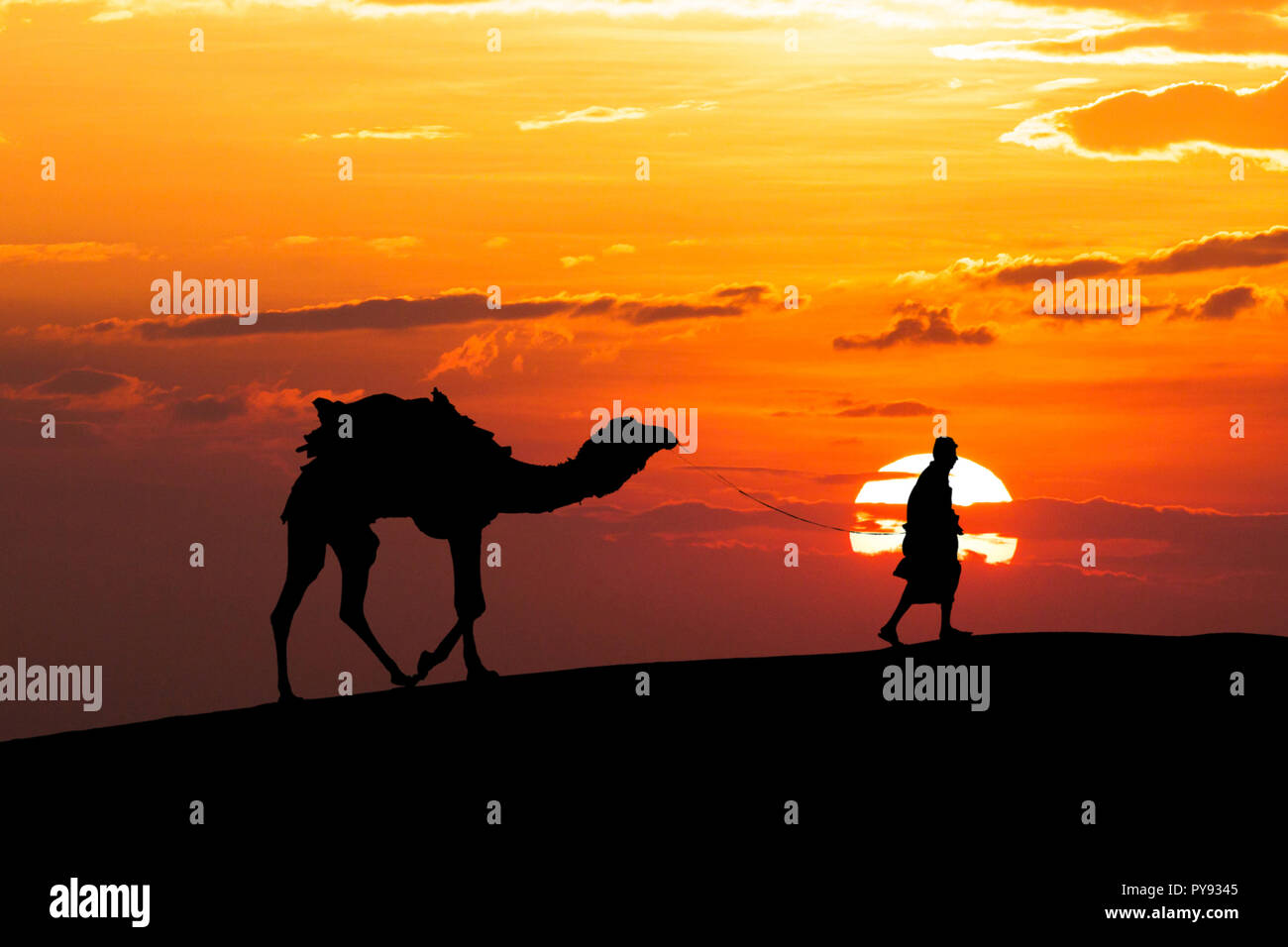 Walking with camel through Thar Desert in India, Show silhouette and ...