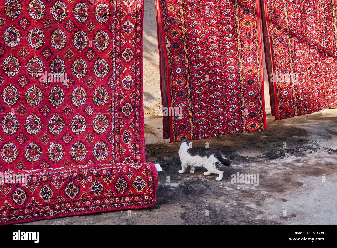 Uzbekistan, Khiva, Unesco World Heritage, street cat Stock Photo - Alamy