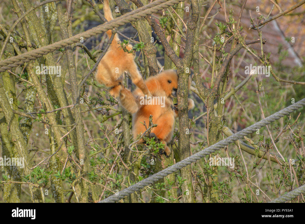 Gibbon Ape With A Baby Stock Photo - Alamy