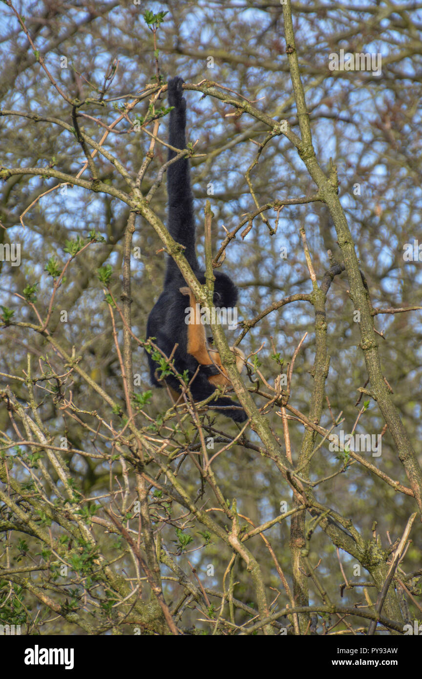 Gibbon Ape With A Baby Stock Photo - Alamy