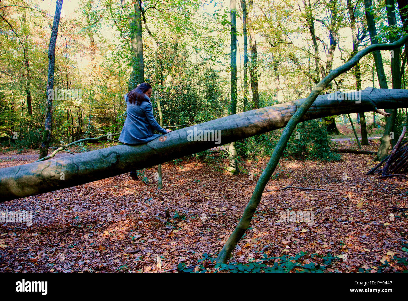 Slim tree trunk hi-res stock photography and images - Alamy
