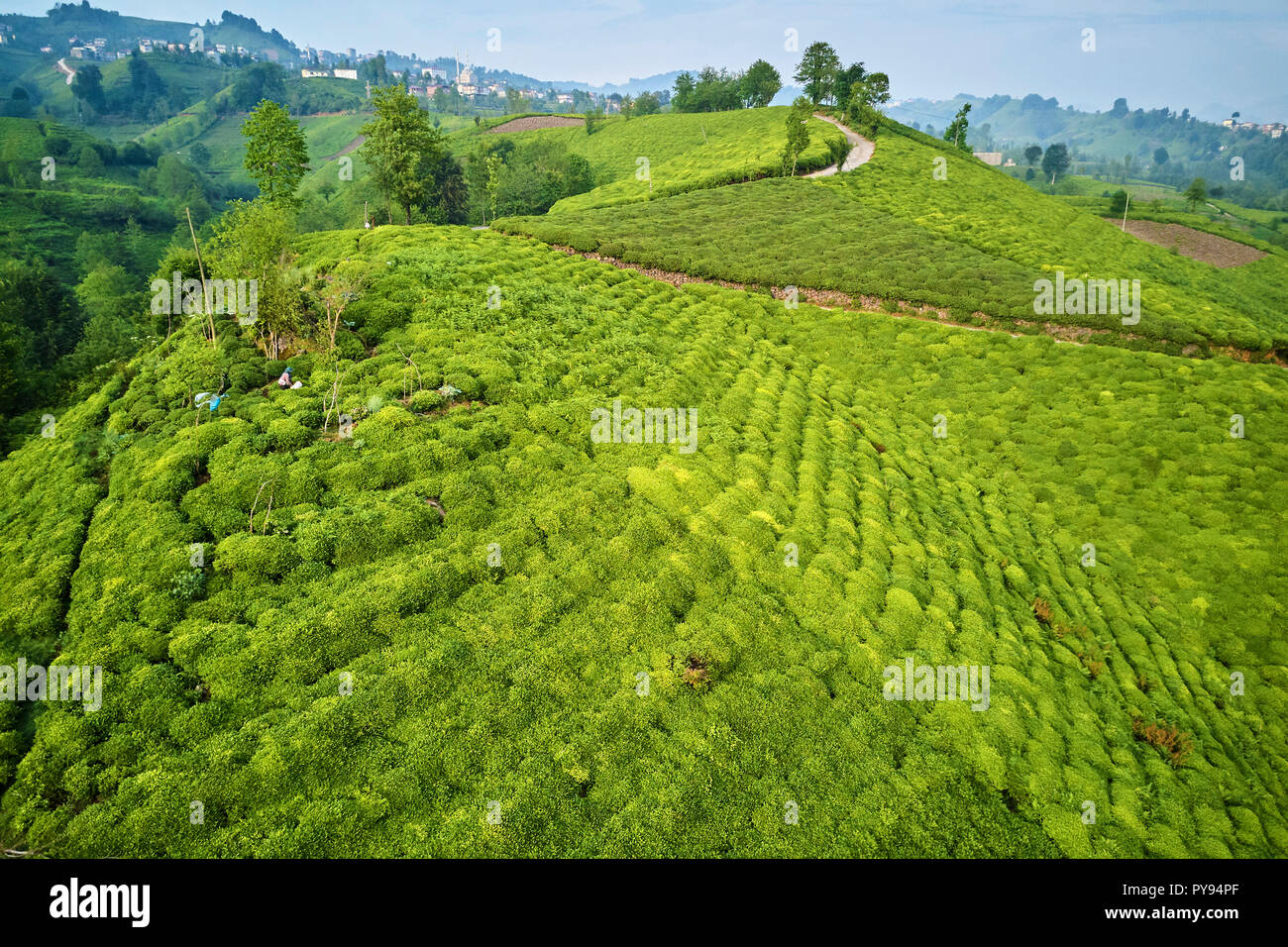 Turkey, the Black Sea region, tea plantation in the hills near Trabzon ...