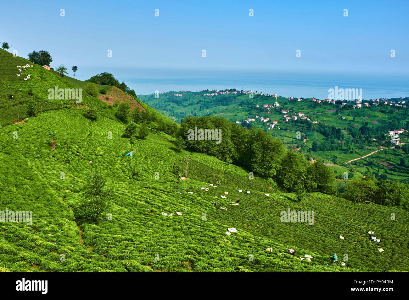 Turkey, the Black Sea region, tea plantation in the hills near Trabzon ...