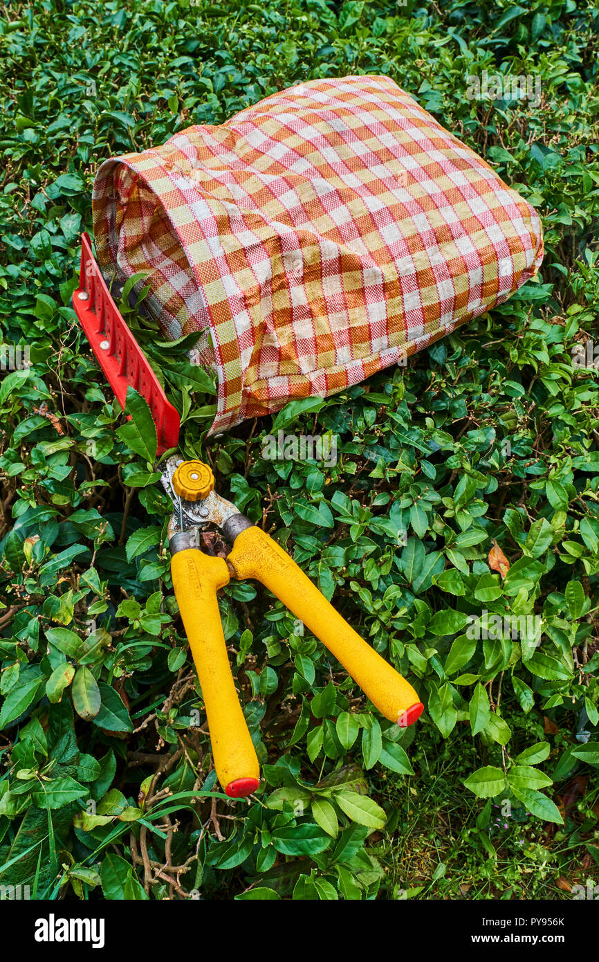 Turkey, the Black Sea region, tea plantation in the hills near Trabzon ...