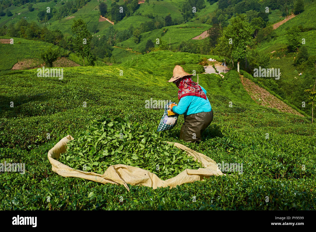 Turkey, the Black Sea region, tea plantation in the hills near Trabzon ...