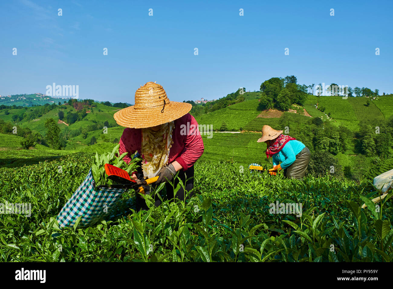 Turkey, the Black Sea region, tea plantation in the hills near Trabzon ...
