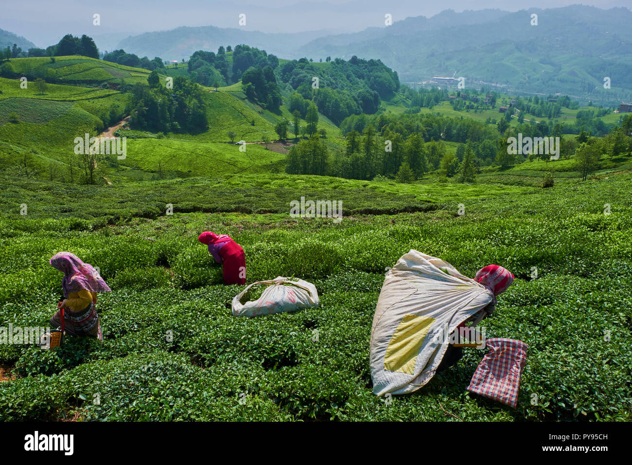 Turkey, the Black Sea region, tea plantation in the hills near Trabzon ...