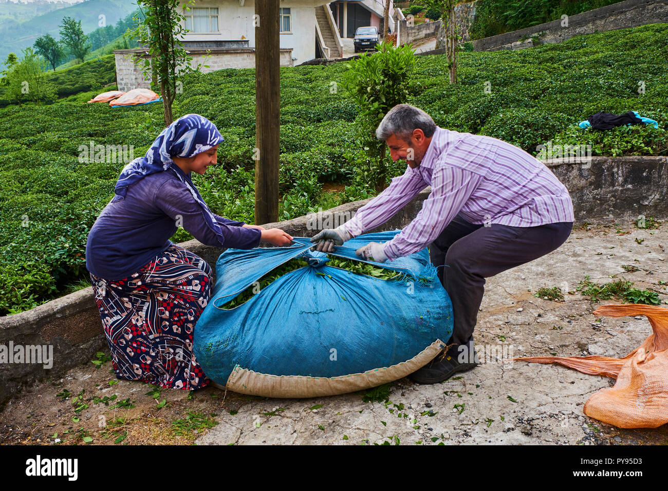 Turkey, the Black Sea region, tea plantation in the hills near Trabzon ...