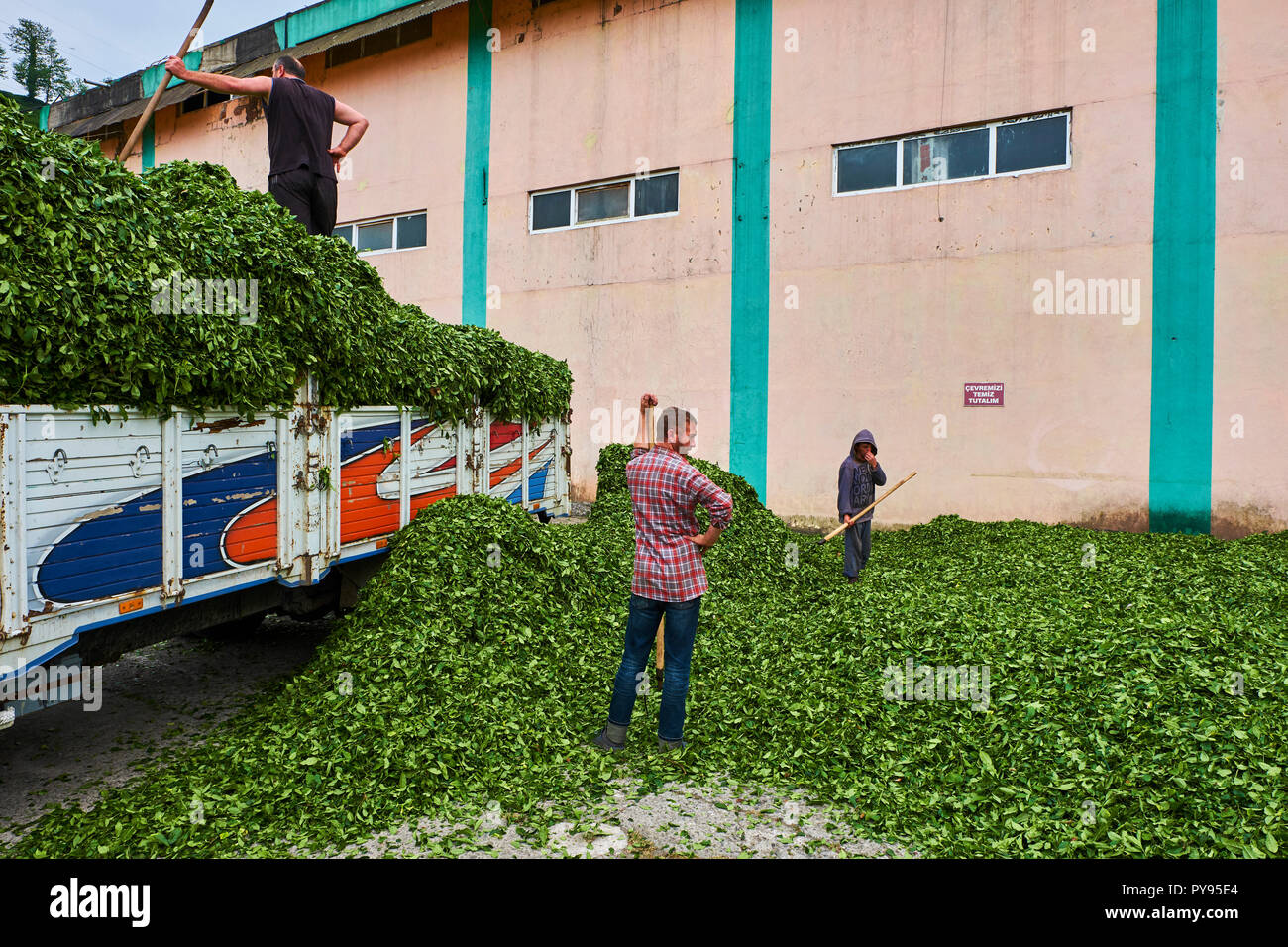 Turkey, the Black Sea region, tea factory near Trabzon Stock Photo - Alamy
