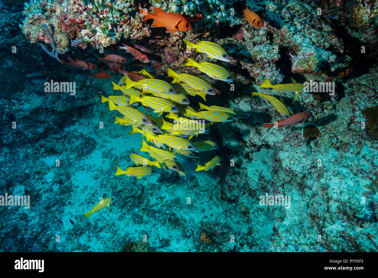 Tropical fish at the Maldives Stock Photo - Alamy