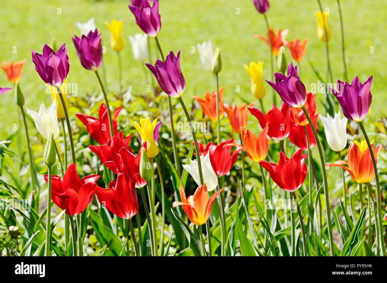 Warm and Sunny summer.Beautiful tulips grow on a flower bed Stock Photo ...