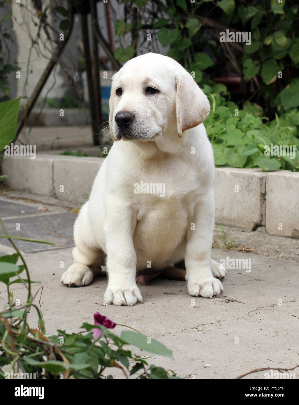 cute nice sweet yellow labrador Stock Photo - Alamy