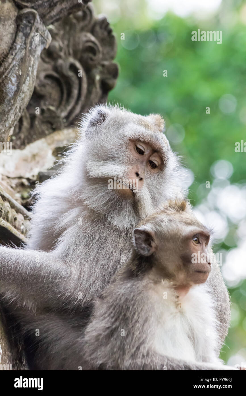 Ubud monkeys hi-res stock photography and images - Alamy