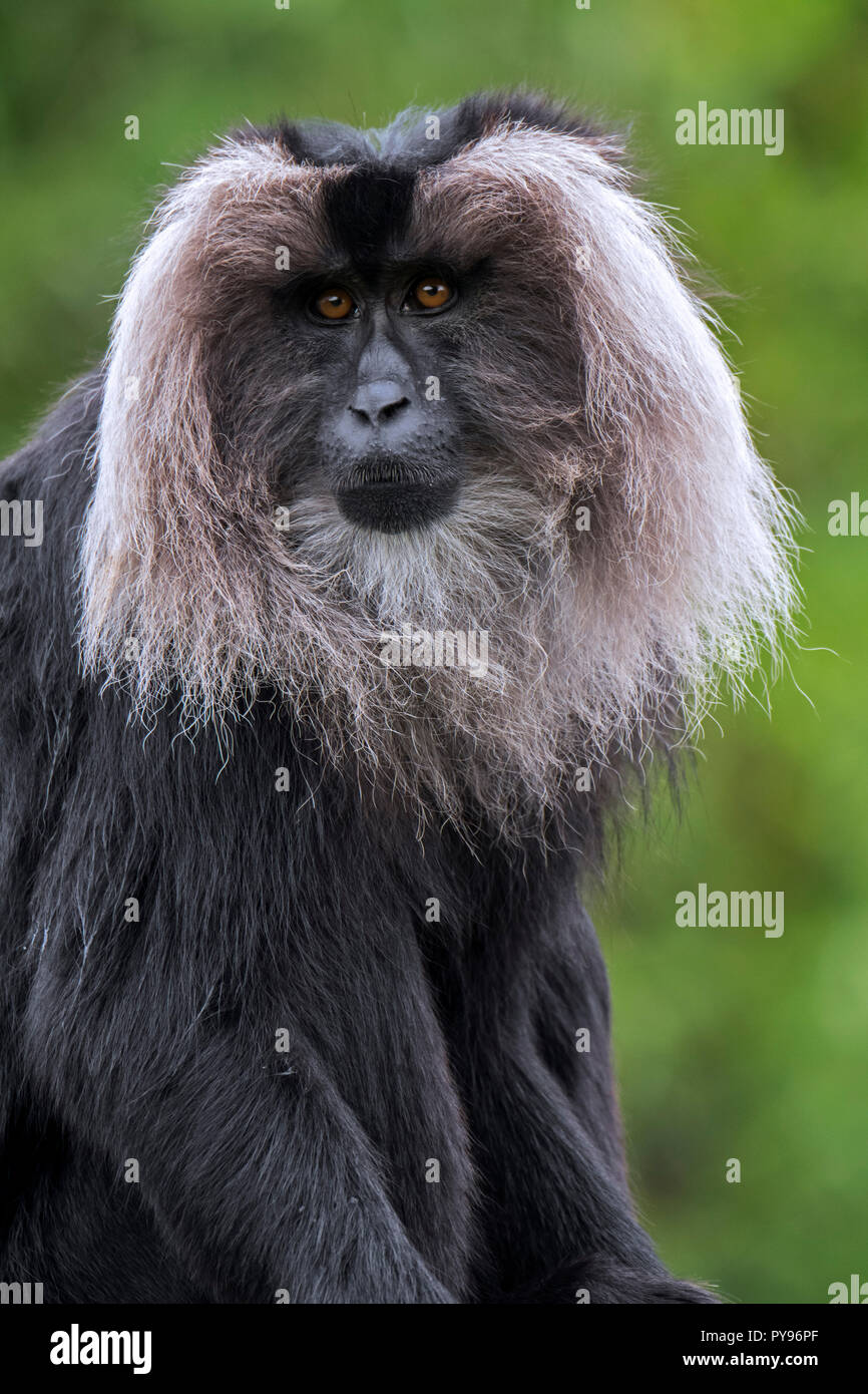 Lion-tailed macaque / wanderoo (Macaca silenus) endemic to the Western ...