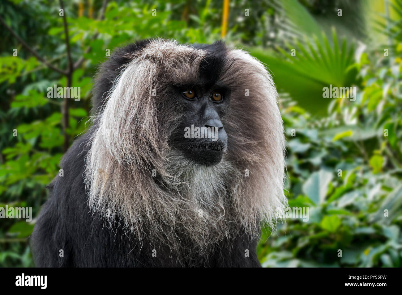 Lion-tailed macaque / wanderoo (Macaca silenus) endemic to the Western ...