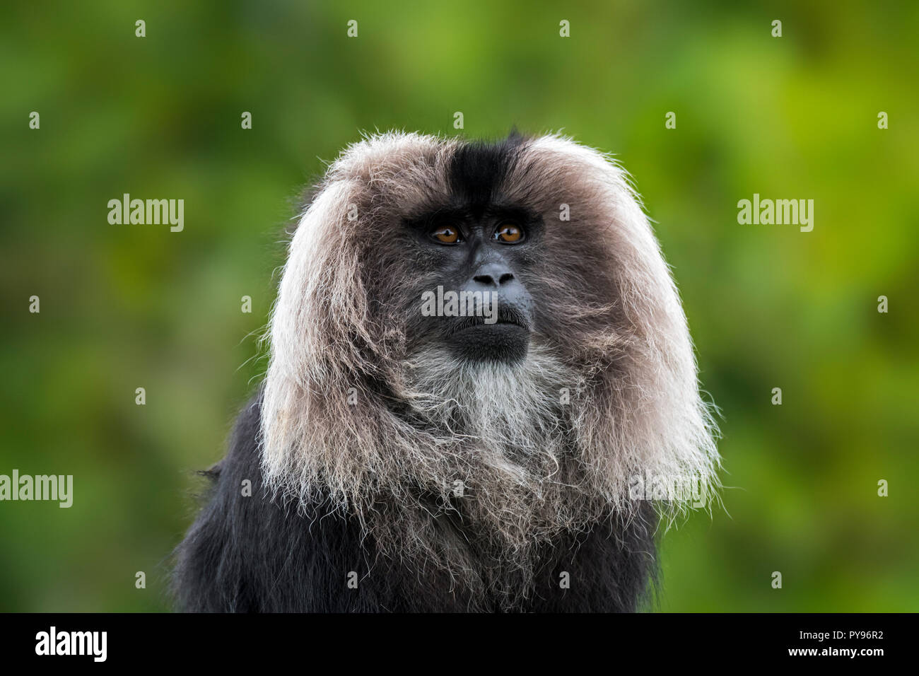 Lion-tailed macaque / wanderoo (Macaca silenus) endemic to the Western ...