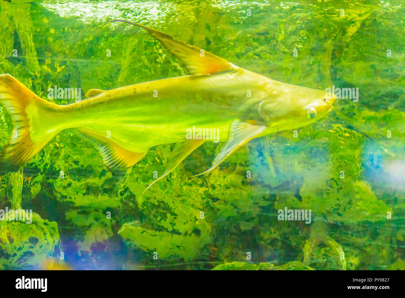 Cute giant pangasius, paroon shark, pangasid-catfish or Chao Phraya ...