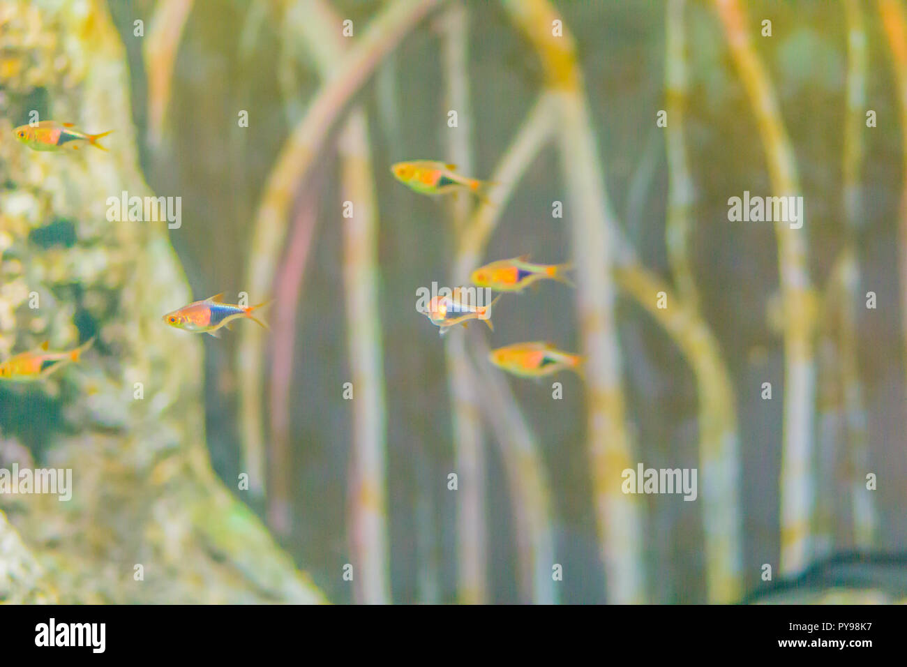 Cute cardinal tetra fish (Paracheirodon axelrodi), a freshwater fish of ...