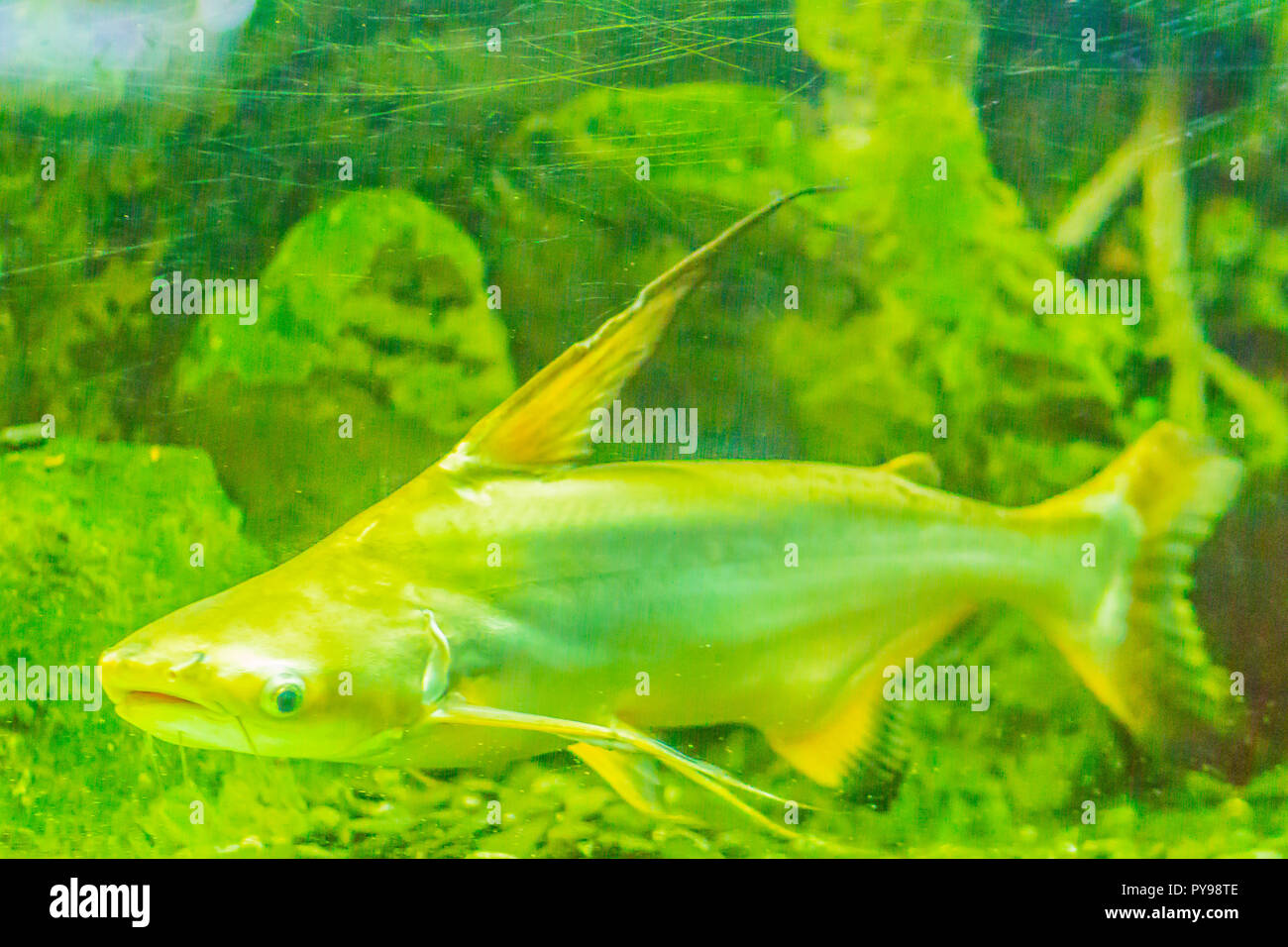Cute giant pangasius, paroon shark, pangasid-catfish or Chao Phraya ...
