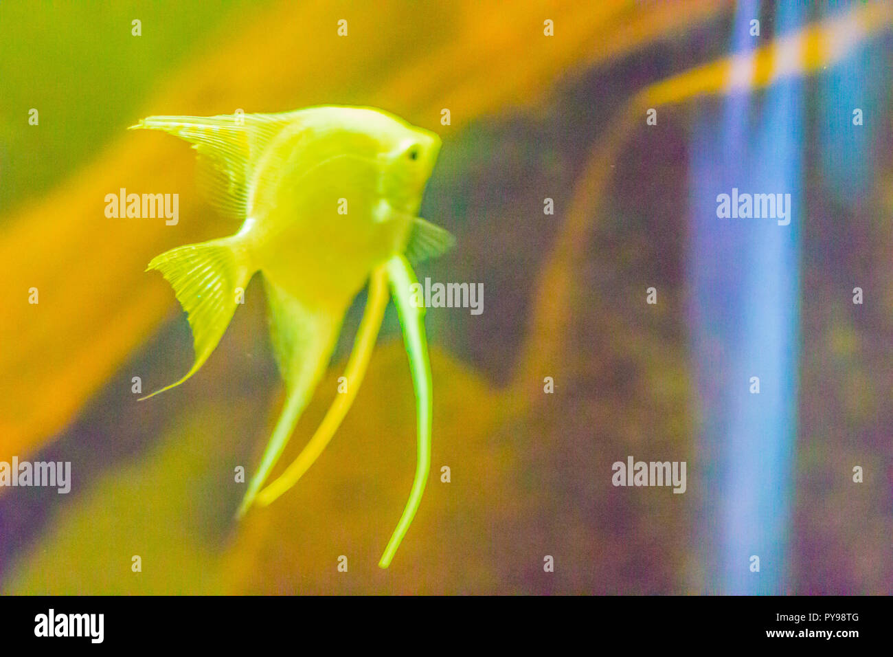 Cute angelfish (Pterophyllum) fish, a small genus of freshwater fish ...