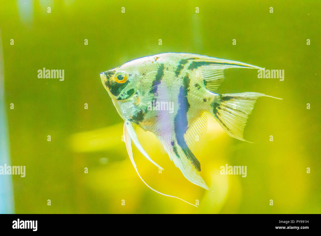 Cute angelfish (Pterophyllum) fish, a small genus of freshwater fish ...