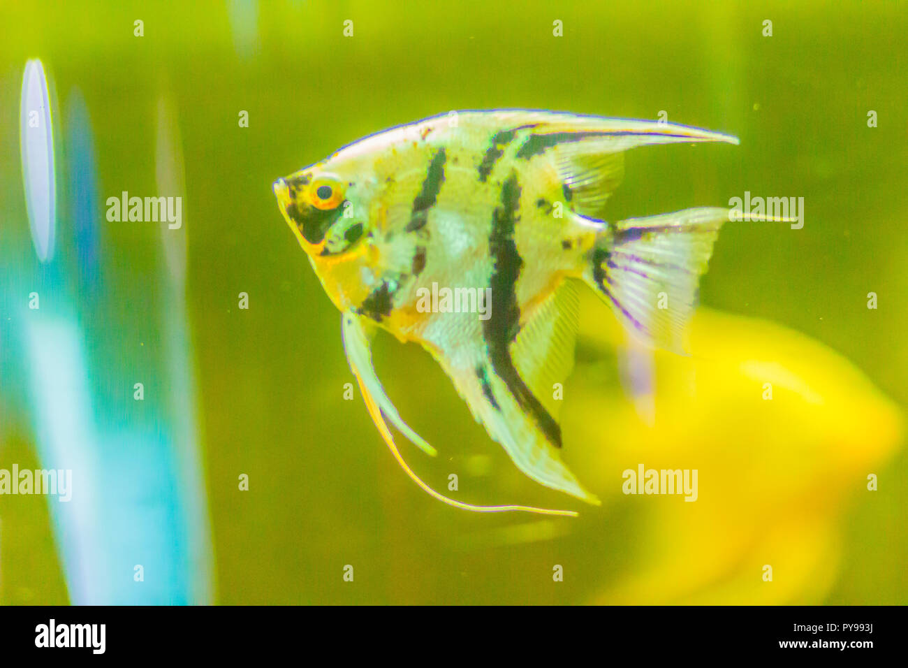 Cute angelfish (Pterophyllum) fish, a small genus of freshwater fish ...