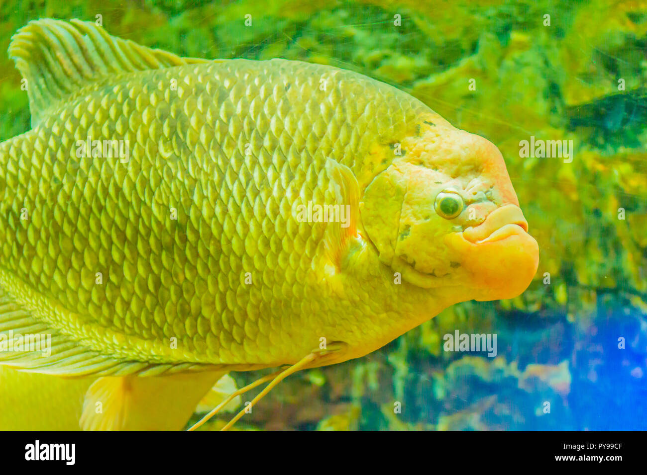 Giant gourami (Osphronemus goramy)fish, a species of large gourami ...