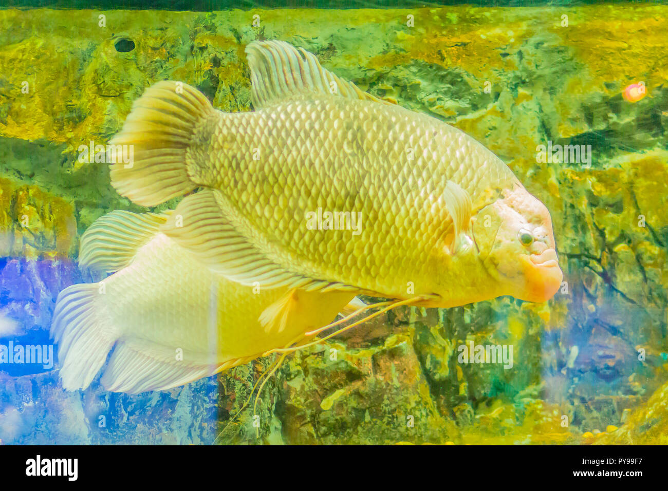 Giant gourami (Osphronemus goramy)fish, a species of large gourami ...