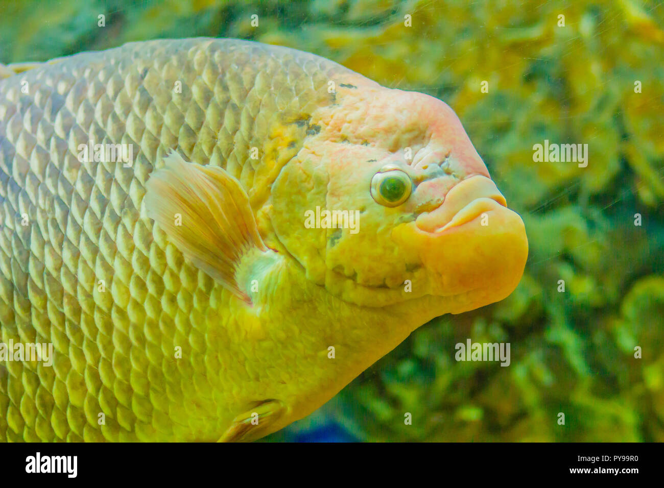 Giant gourami fish in fish hi-res stock photography and images - Alamy