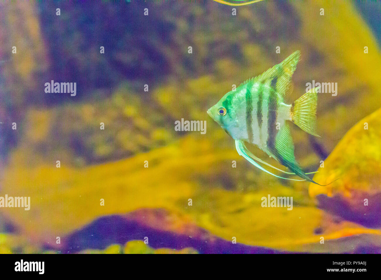 Cute angelfish (Pterophyllum) fish, a small genus of freshwater fish ...