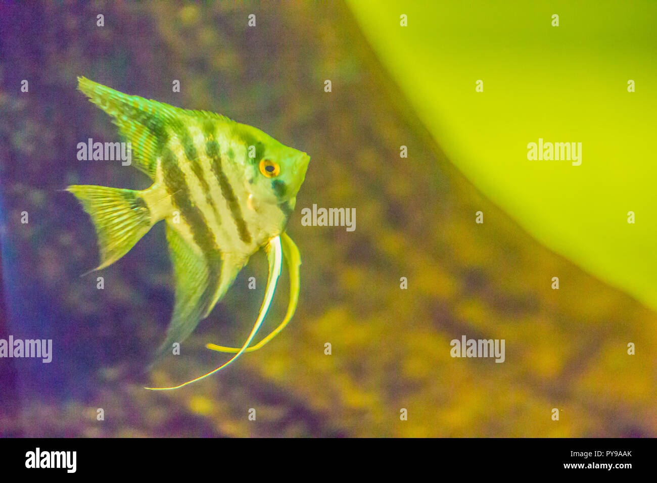 Cute angelfish (Pterophyllum) fish, a small genus of freshwater fish ...