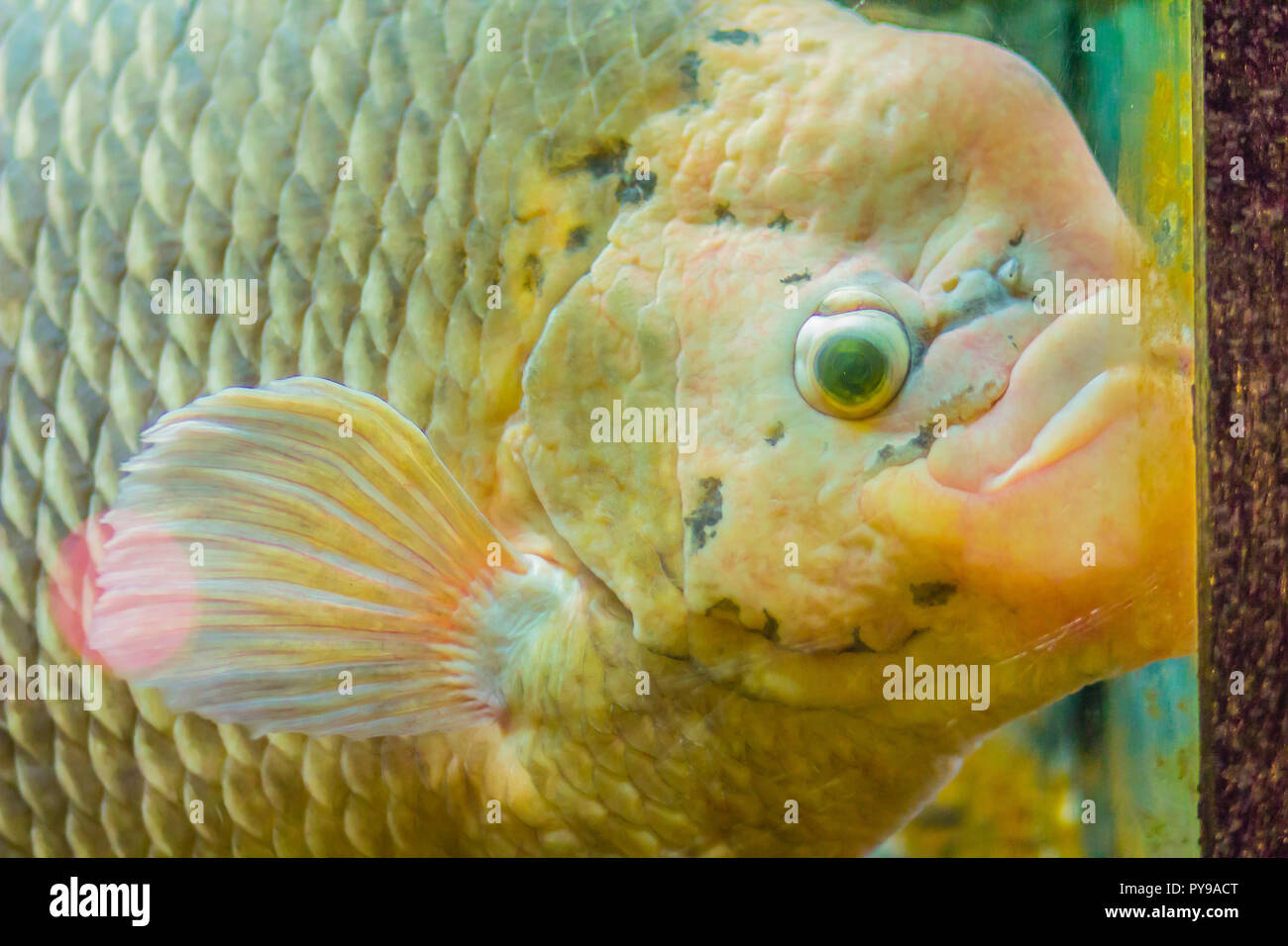 Giant gourami (Osphronemus goramy)fish, a species of large gourami ...