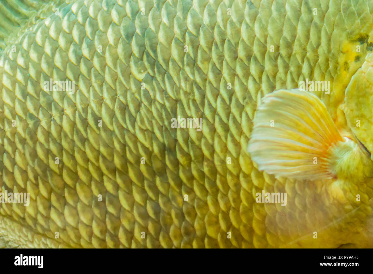 Giant gourami (Osphronemus goramy)fish, a species of large gourami ...