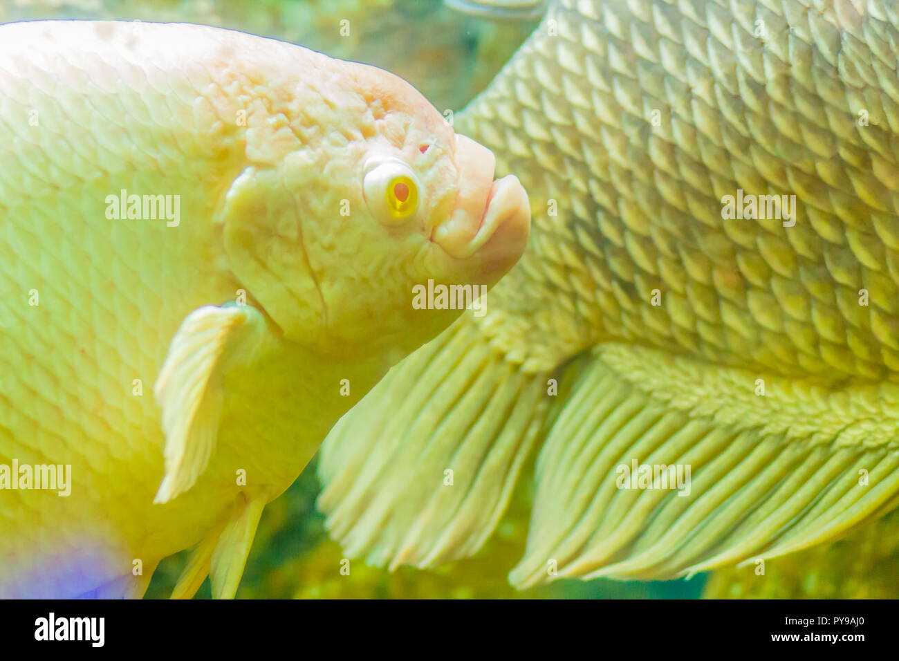 Giant gourami (Osphronemus goramy)fish, a species of large gourami ...