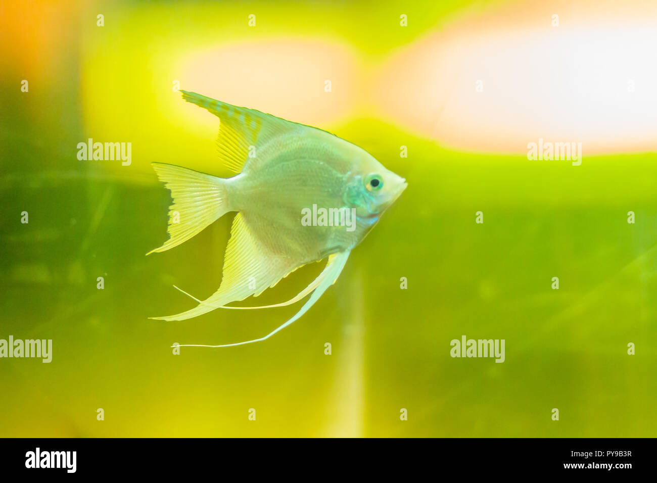 Cute angelfish (Pterophyllum) fish, a small genus of freshwater fish ...