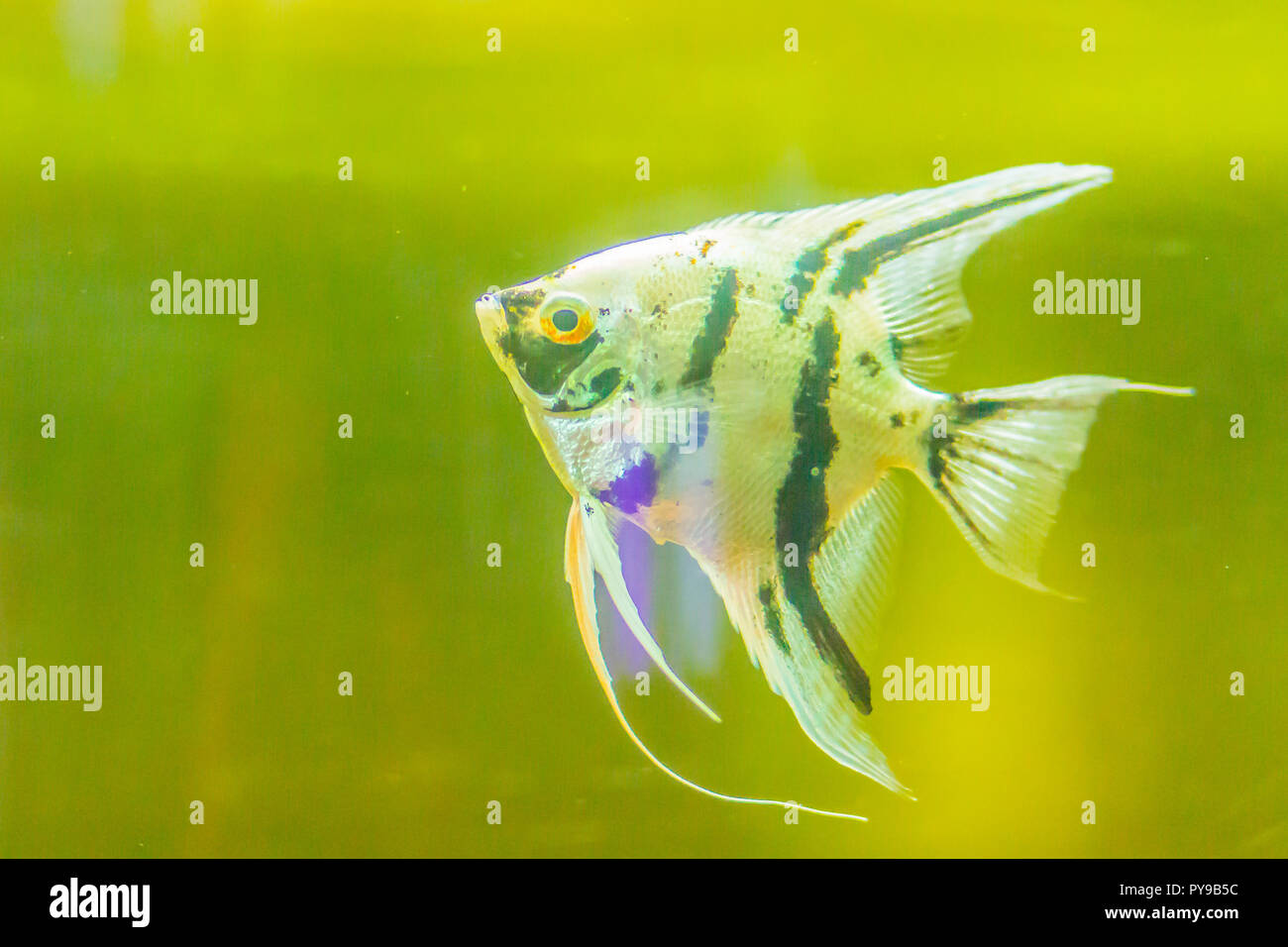 Cute angelfish (Pterophyllum) fish, a small genus of freshwater fish ...