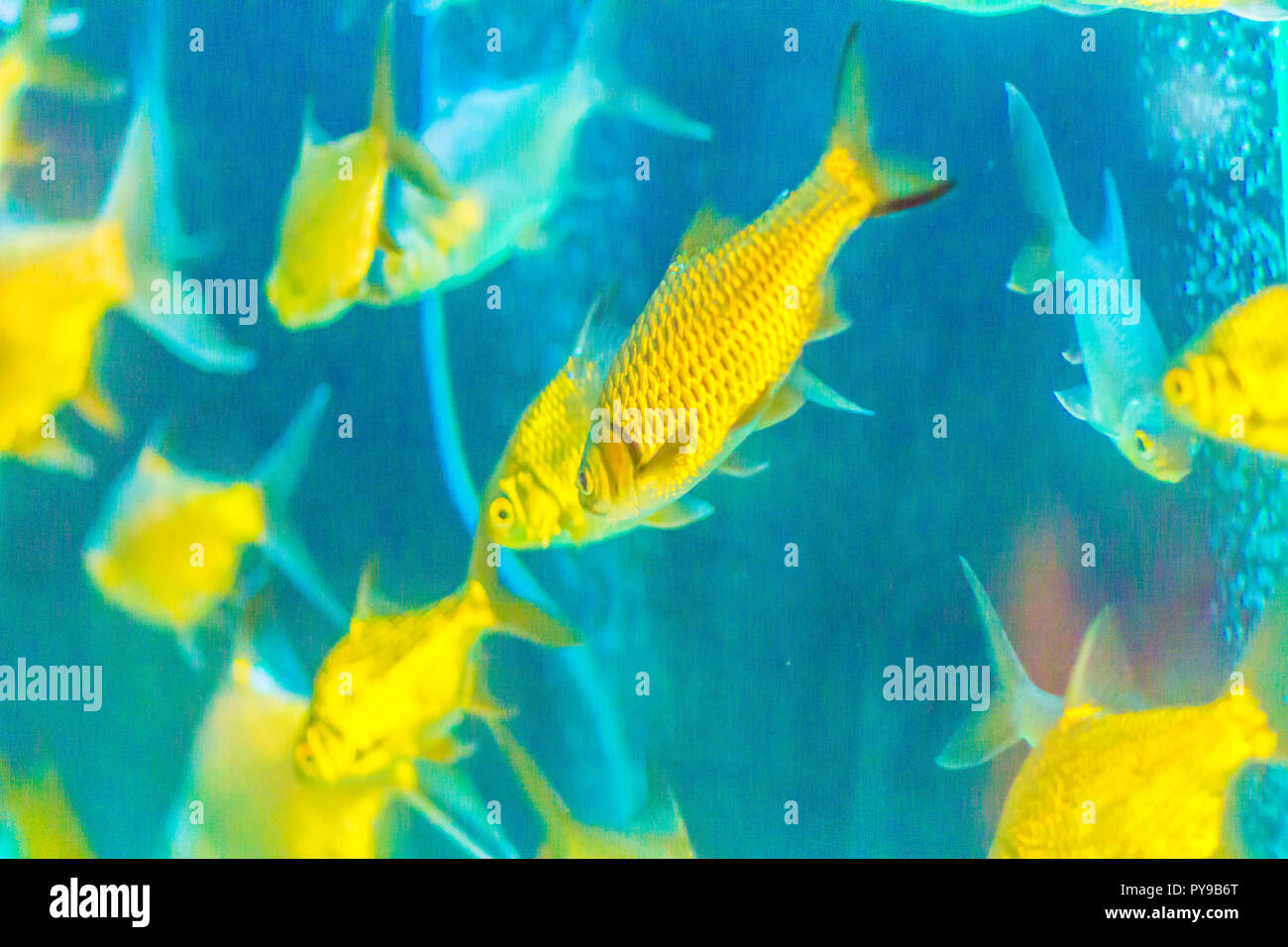 Cute burnt-tailed barb fish (Balantiocheilos ambusticauda), also known ...