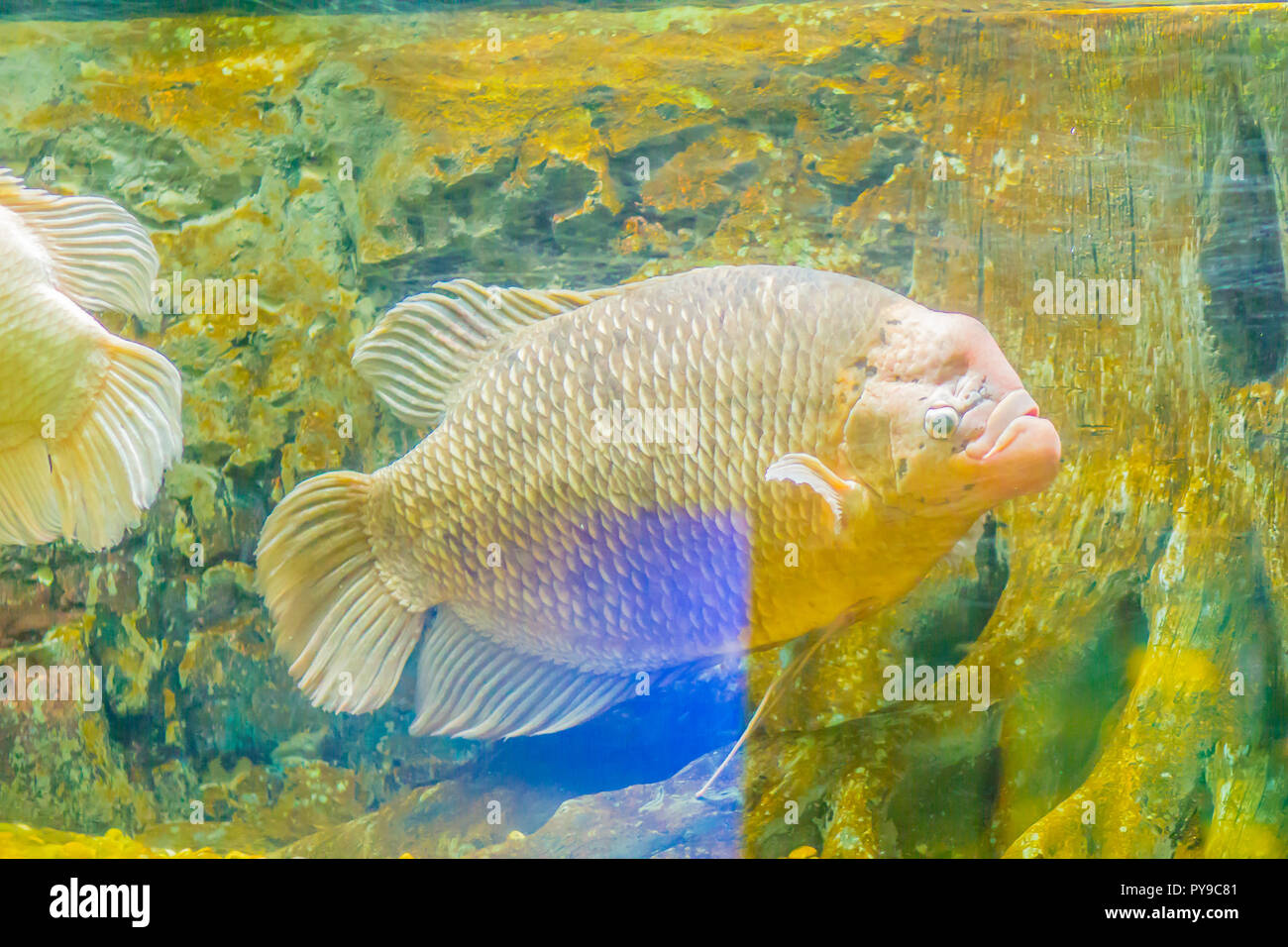Giant Gourami High Resolution Stock Photography and Images - Alamy