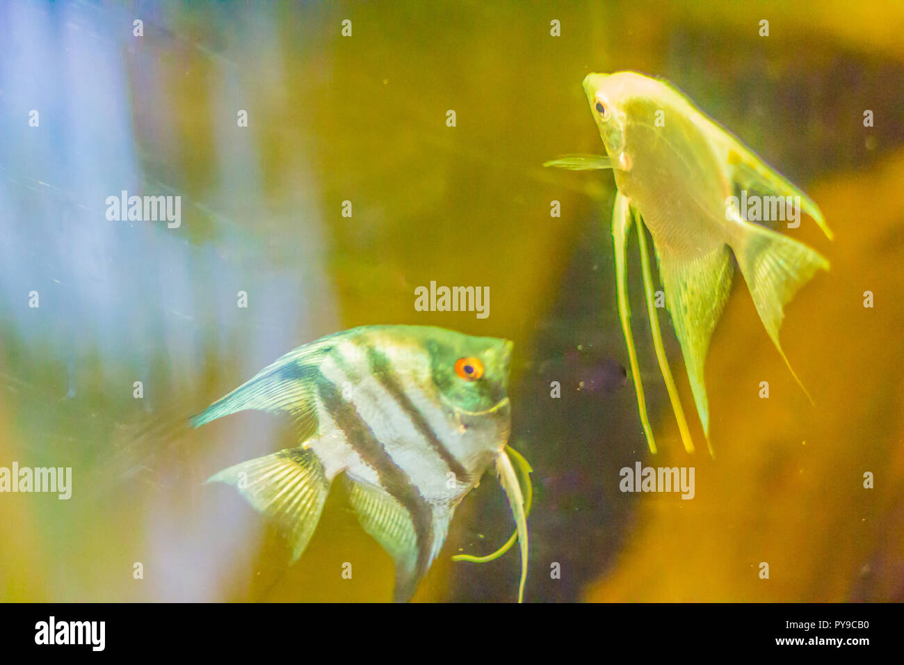 Cute angelfish (Pterophyllum) fish, a small genus of freshwater fish ...